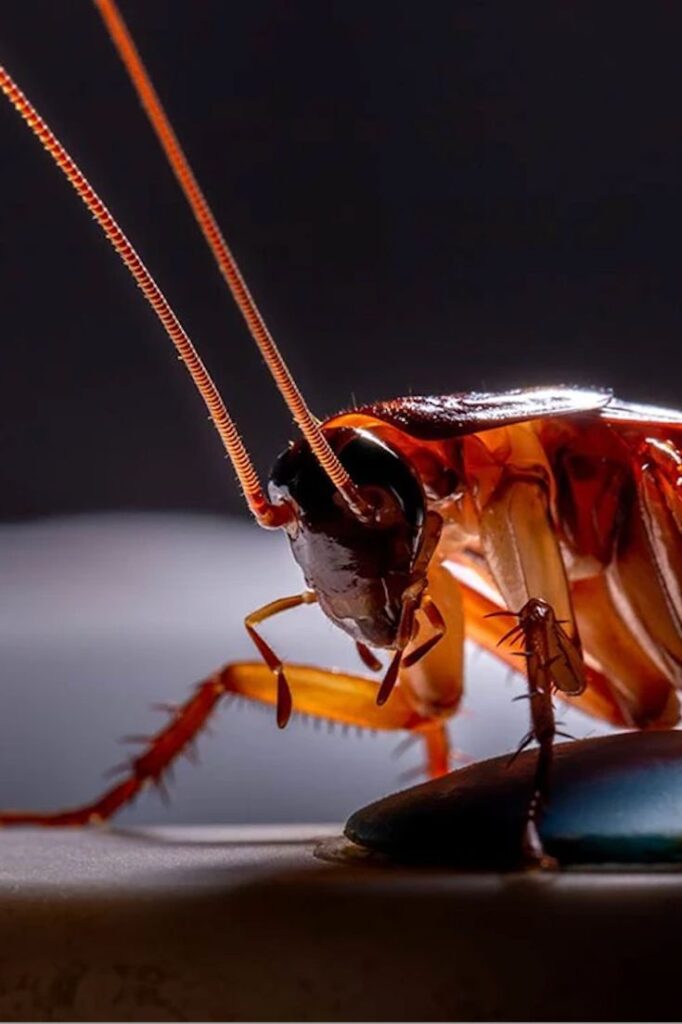 Cockroach Extermination Experts | Chilton's Environmental Termite ...