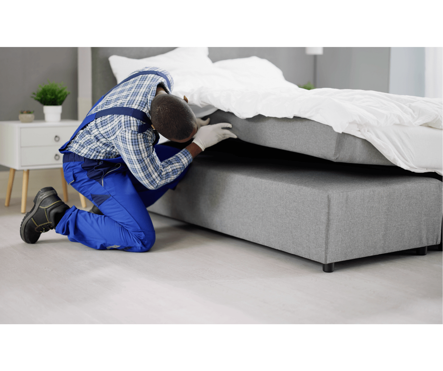 Bed Bugs: What to Know and How to Prepare for Service - Chilton's Pest ...